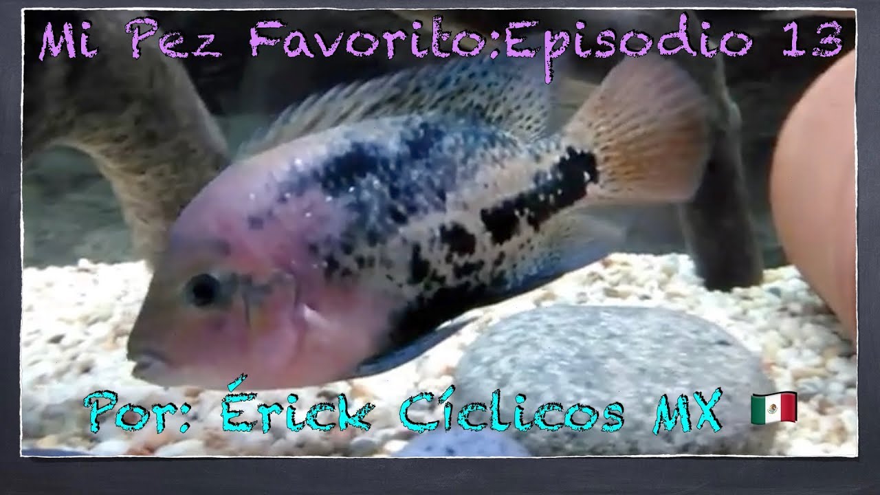 Mi Pez Favorito. Ep. 13 - VIEJA SYNISPILUM o CÍCLIDO QUETZAL ...