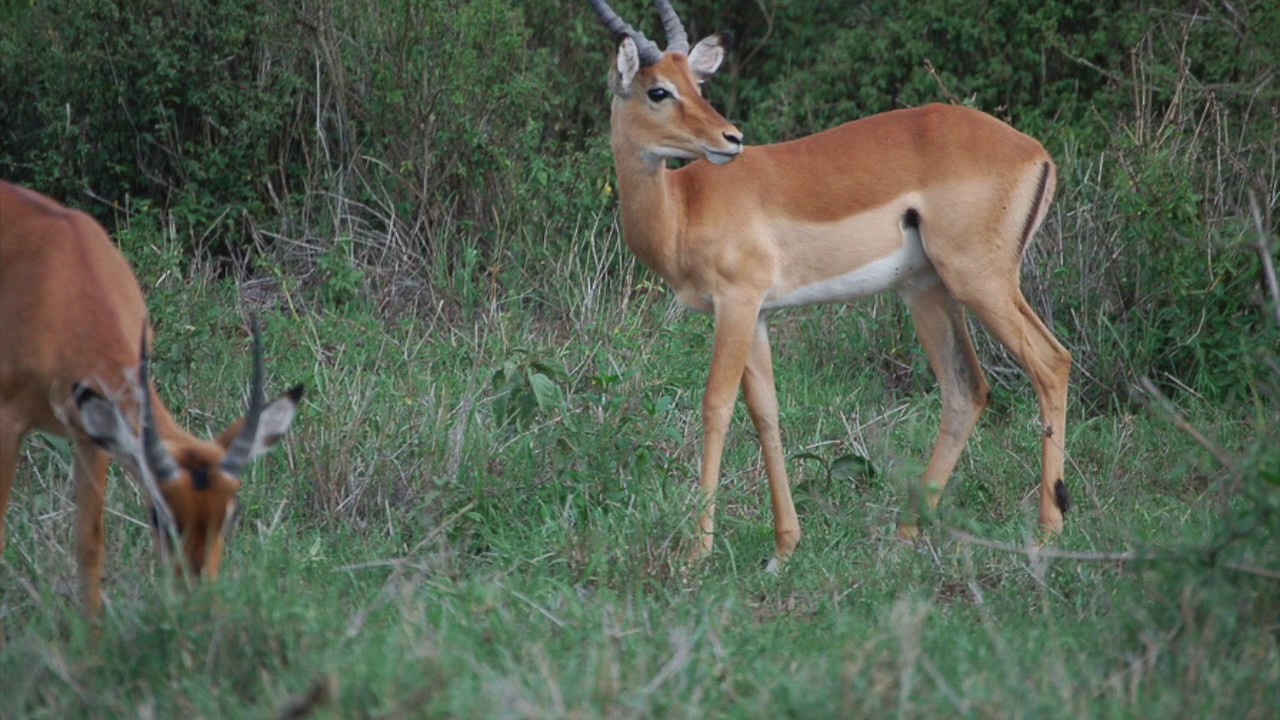 springbok gazelle-Kimberly - YouTube