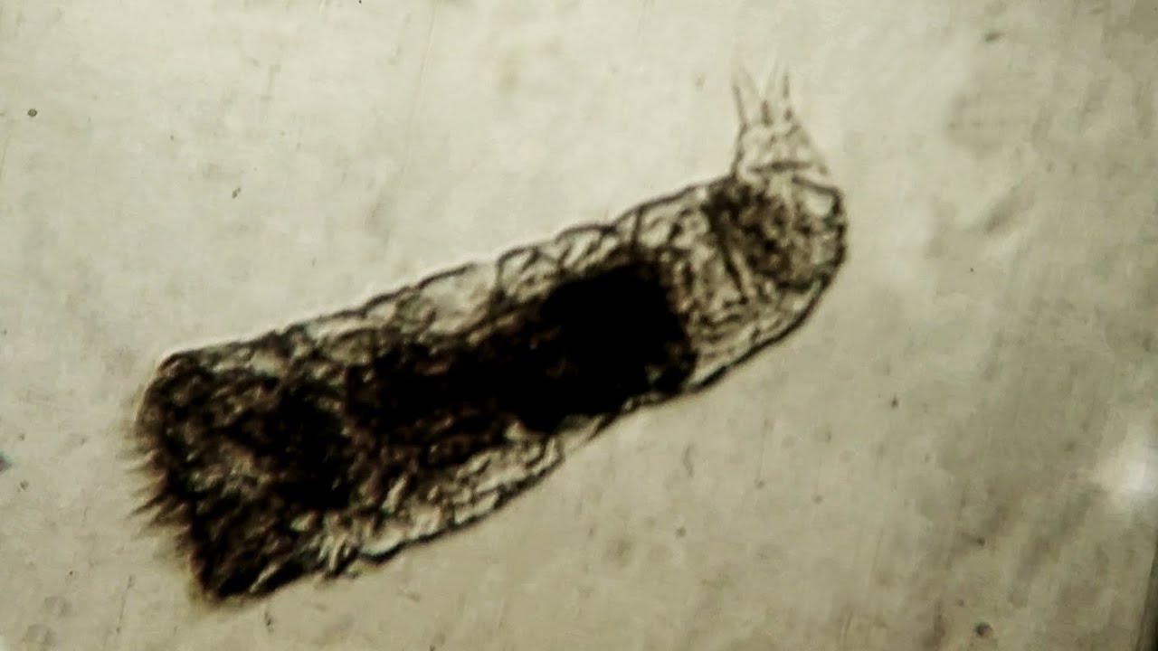 Animales microscopicos - YouTube