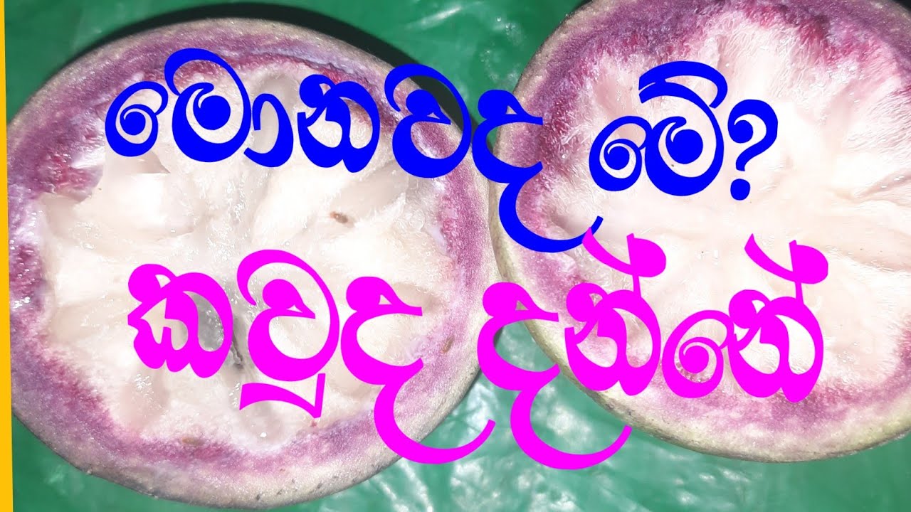 Sri Lankan fruit 🫐🍈 (palathuru) shinhala. rasa kemak. samee lk .SLK ...