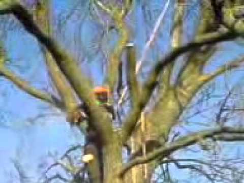 Flash pruning an Ash tree part 1 - YouTube