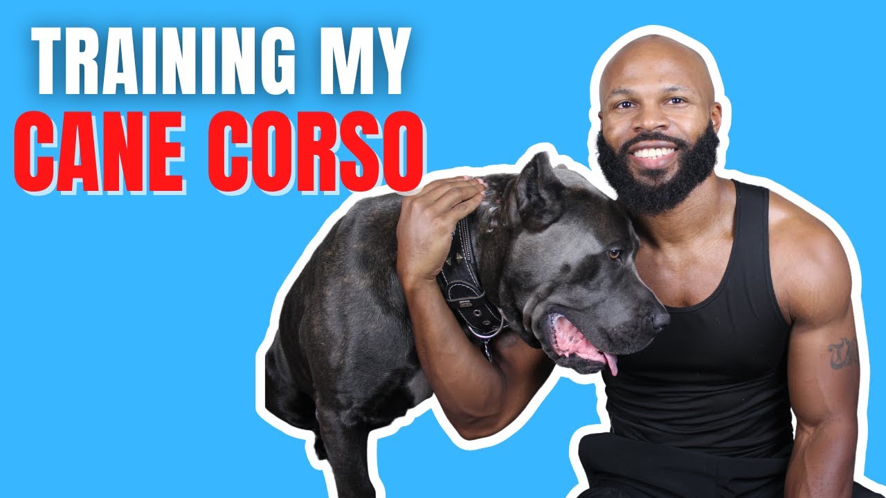 Unleash the Fun: 145lb Cane Corso Training Session! - YouTube