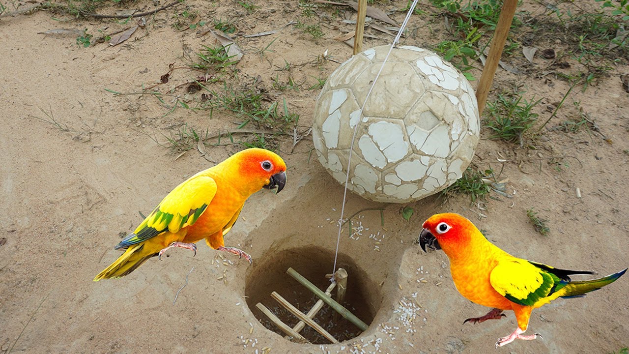 Amazing Quick Parrot Bird Trap Using Volley Ball & Hole - Catching ...