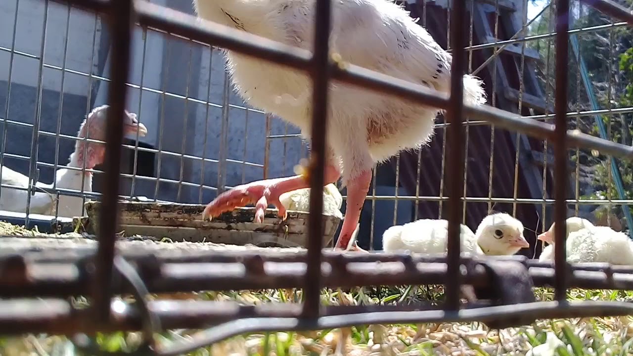 Guajolotes bebes con su mamá - YouTube