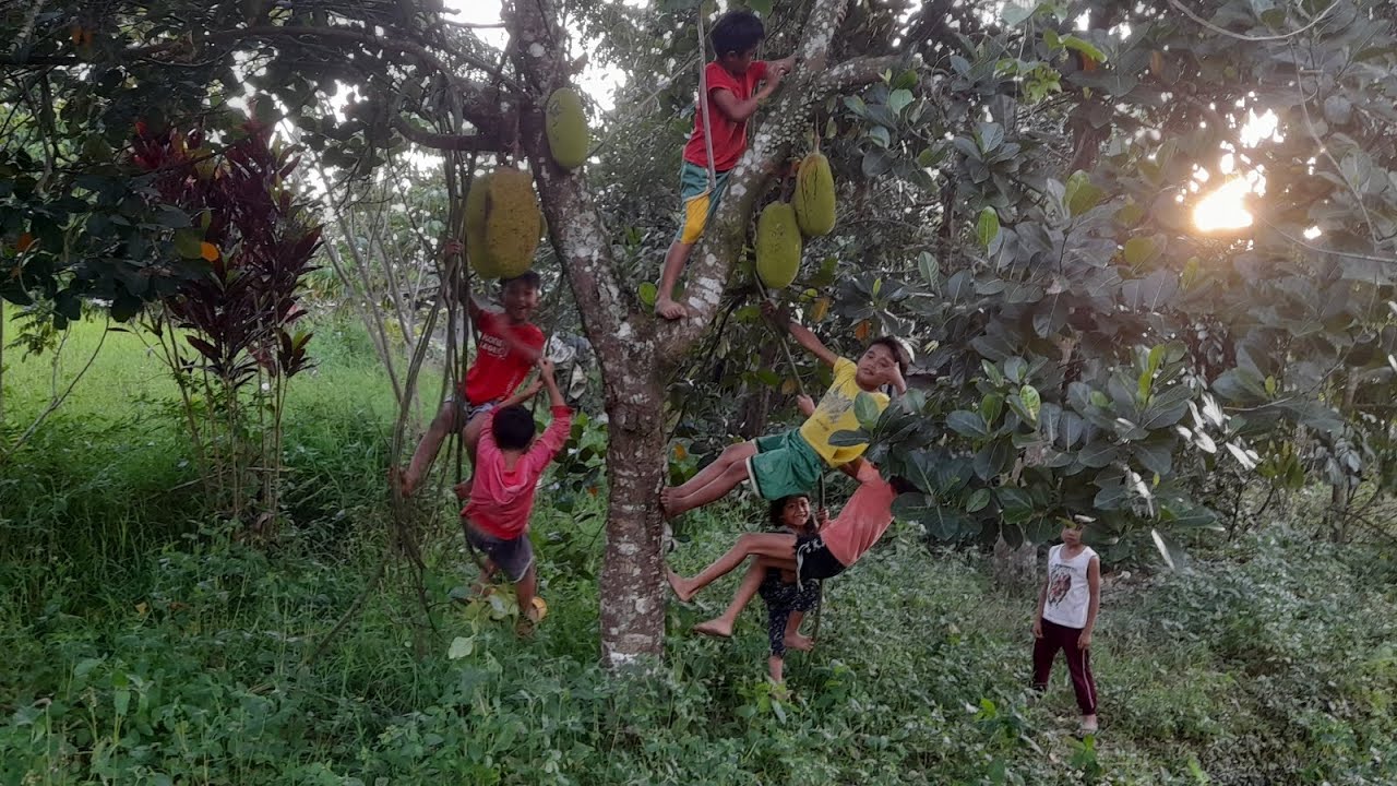 Monkeys Kids Climbing Jack fruit Tree #HappyCoupleTube - YouTube