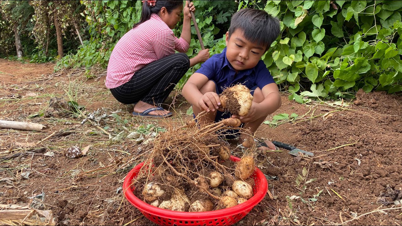 Seyhak dig lesser yam with grandmother / Lesser yam recipe ( Tiger ...