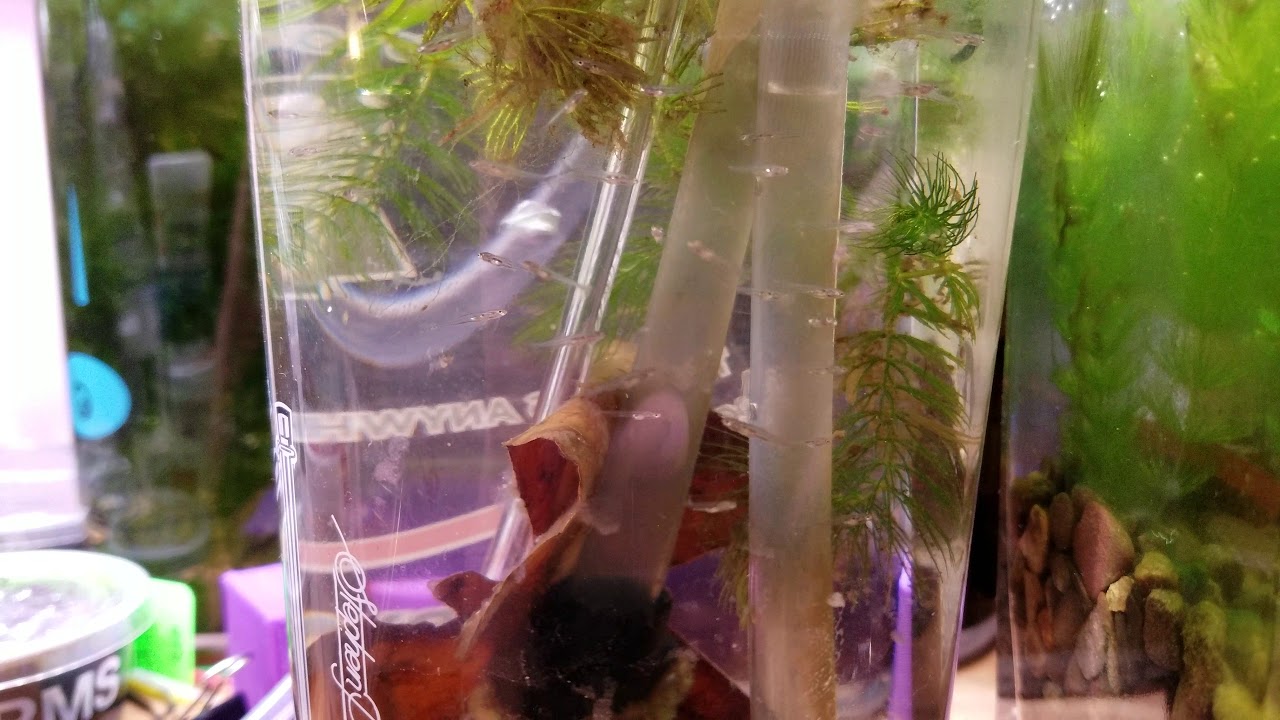 Milwaukee Estuary Spotfin Shiner Fry (Cyprinella spiloptera) - YouTube