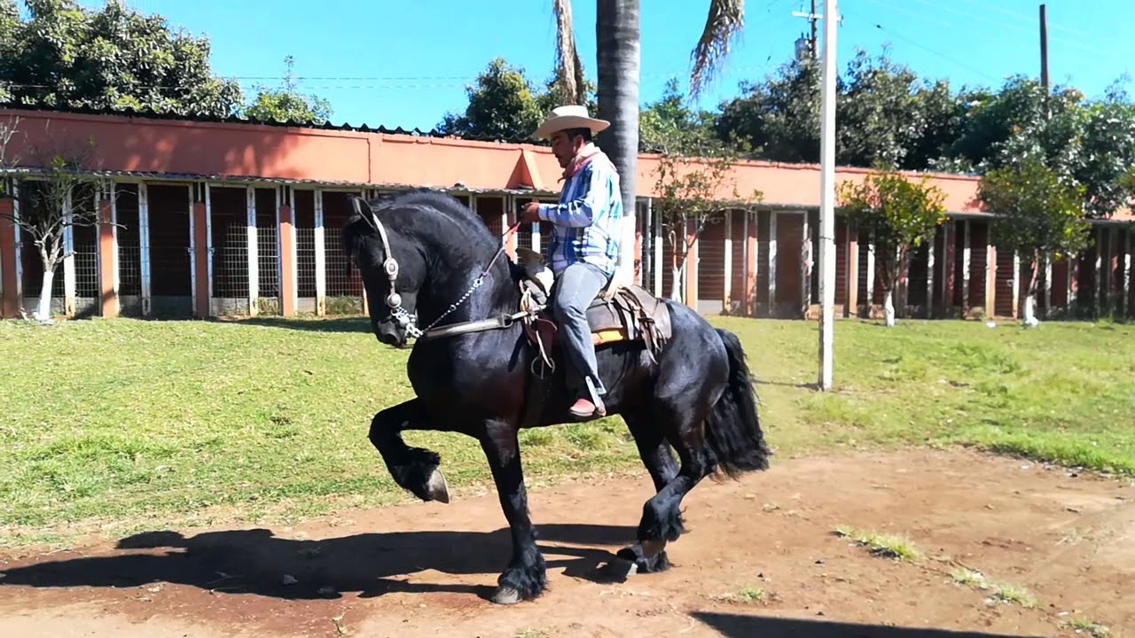 Caballo frison bailando - YouTube