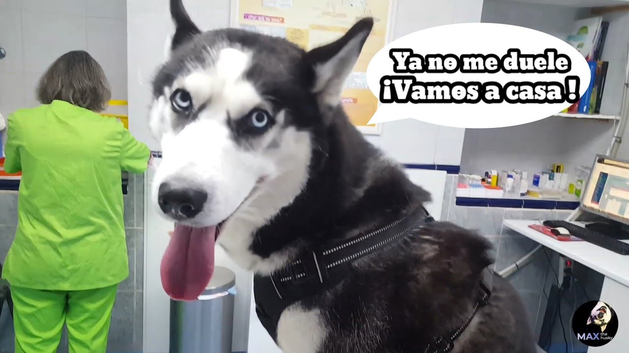 Husky Herido No Quiere Ir Al Veterinario Youtube