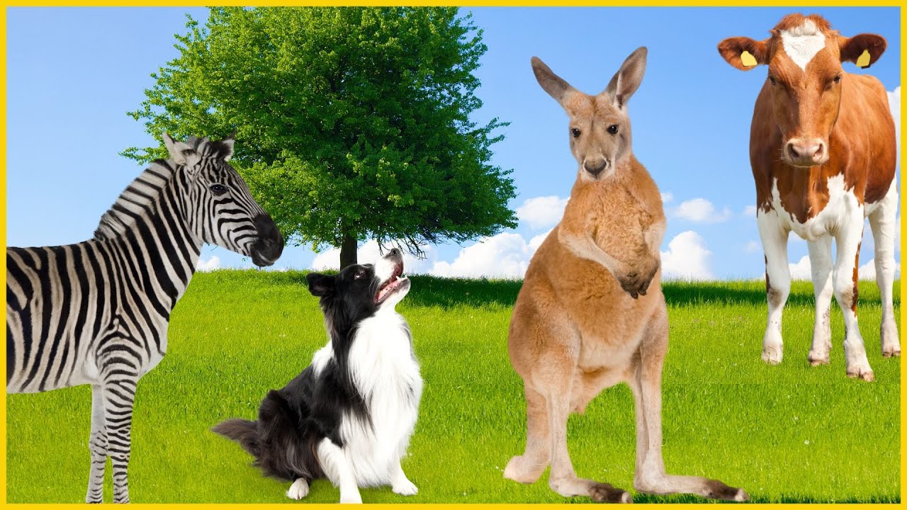 Som dos Animais: Vaca, Zebra, Cachorro, Canguru, Capivara, Flamingo ...