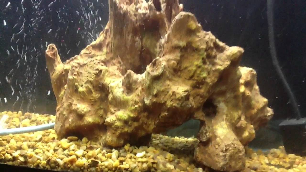 Oscar Fish With African Climbing Perch Setup - YouTube