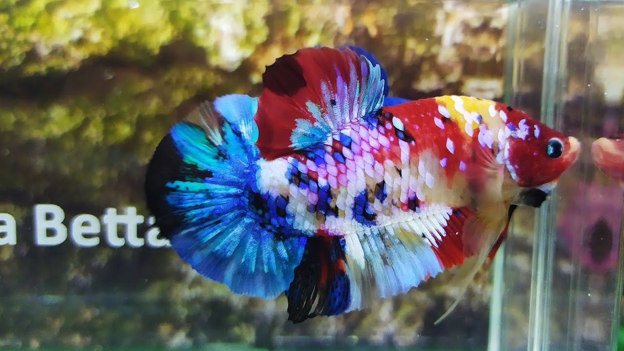 Ikan Cupang Multicolor Giant HMPK - YouTube
