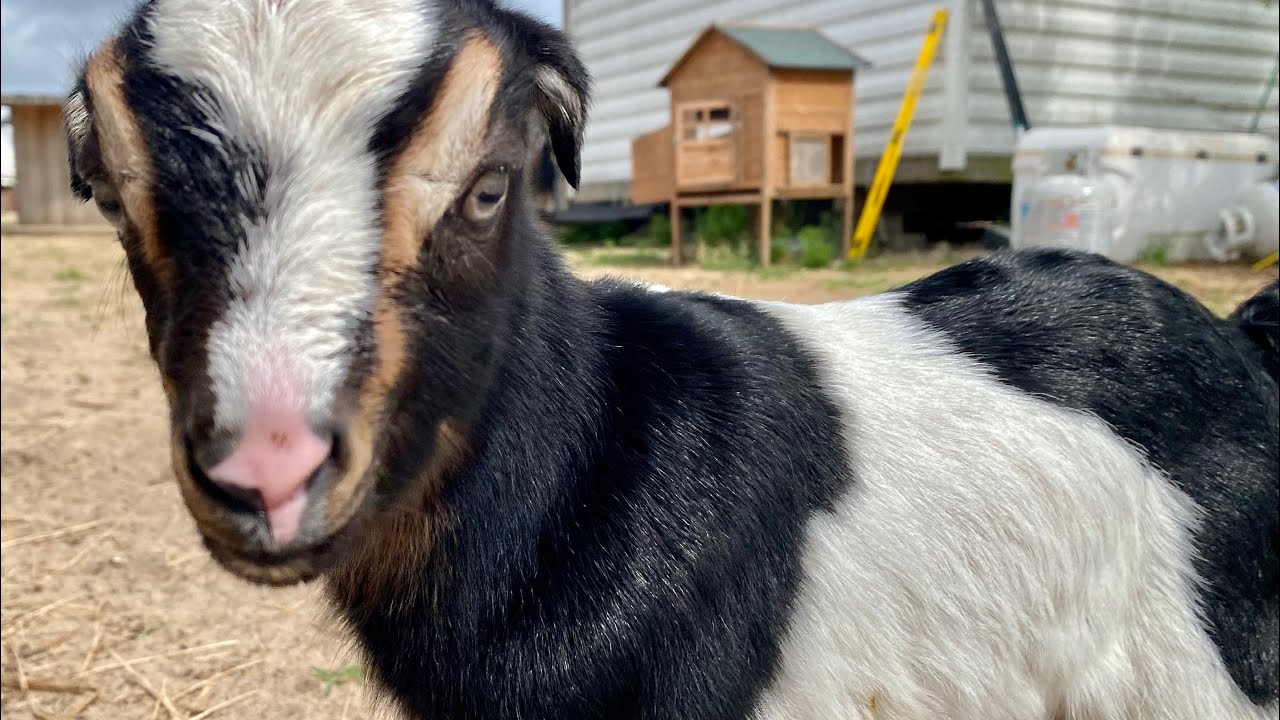 10 Baby goats born at the Farm - YouTube