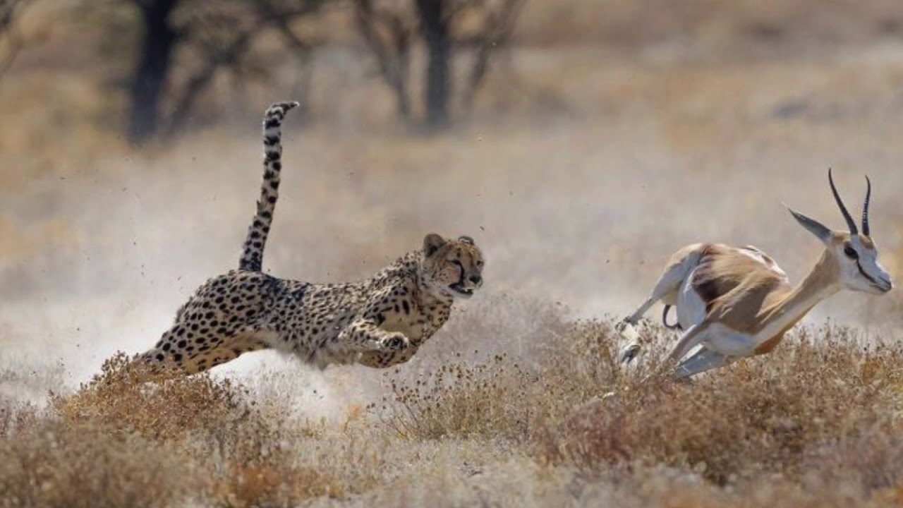 Bio Project- Interspecific Interactions - YouTube