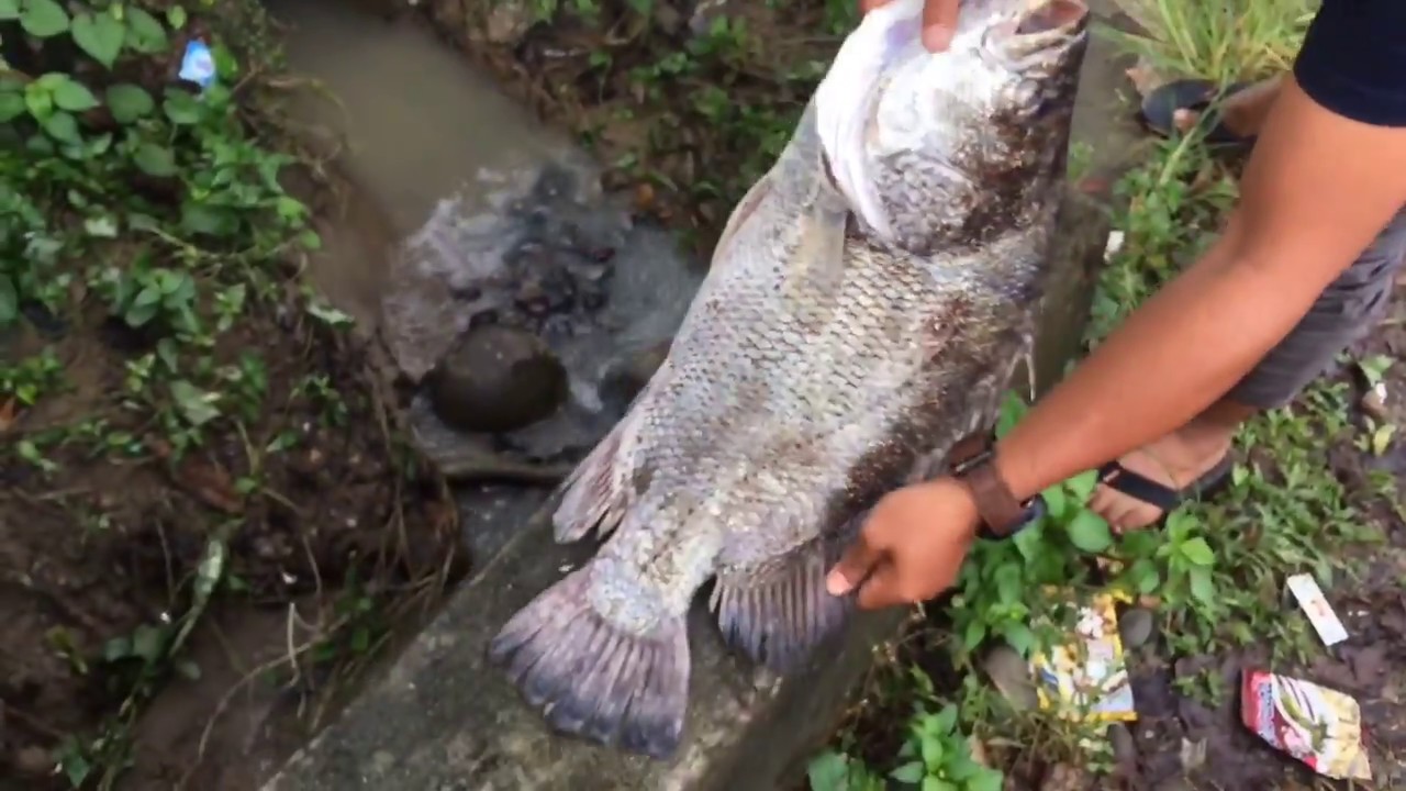 Ikan Kakap Batu 7 Kg Hasil Jaring di Kuala Mon Keulayu, Aceh - YouTube