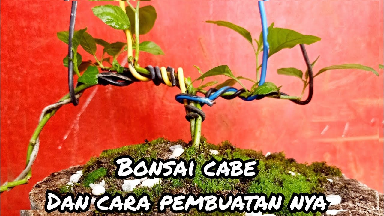 cara membuat Bonsai cabe - YouTube