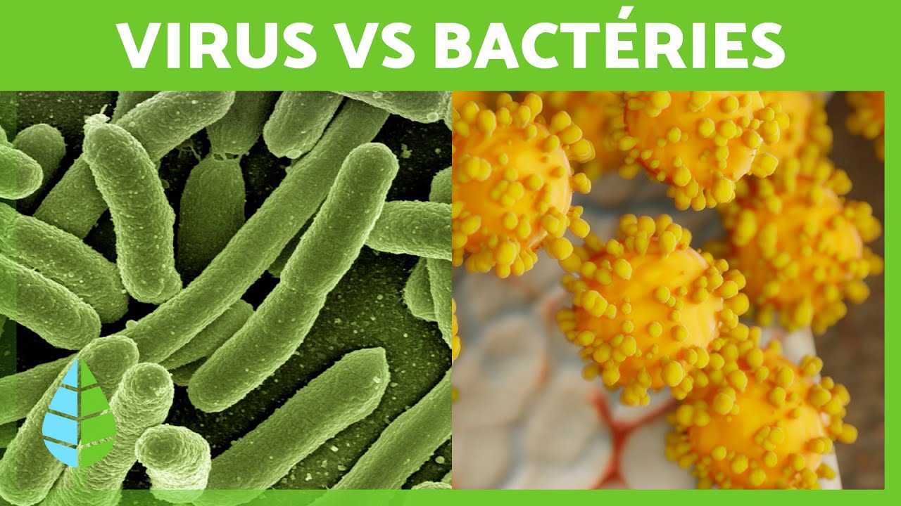 Quelle est la DIFFÉRENCE entre les VIRUS et les BACTÉRIES ? 🦠 ...