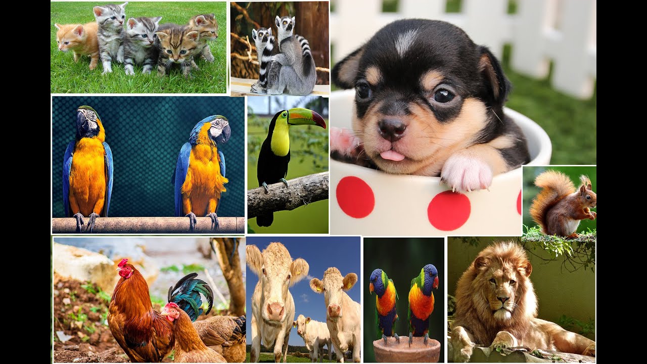 Familiar animals: chicken, cow, dolfin, sheeps - YouTube