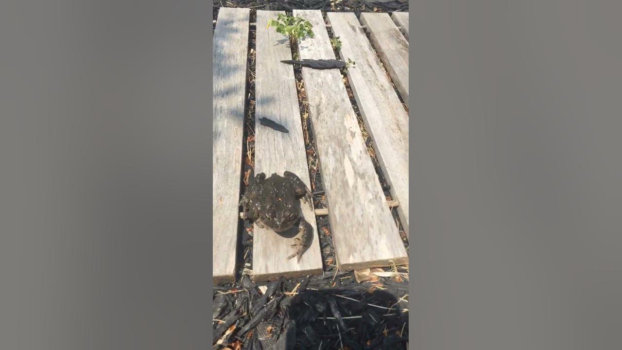 Froggit 😂 - YouTube