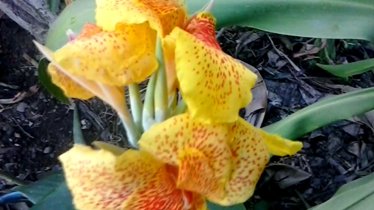 Planta de canna o platanillo flores amarillas - YouTube