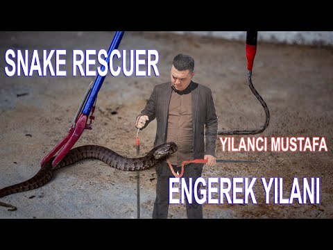 Zehirli Koca Engerek Yılanı kurtarma (venomous viper Snake Rescue)- yılan videoları
