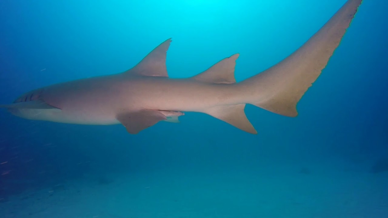 Tiburón nodriza - Tiburón Gato - GoPro Hero- Maldivas - YouTube
