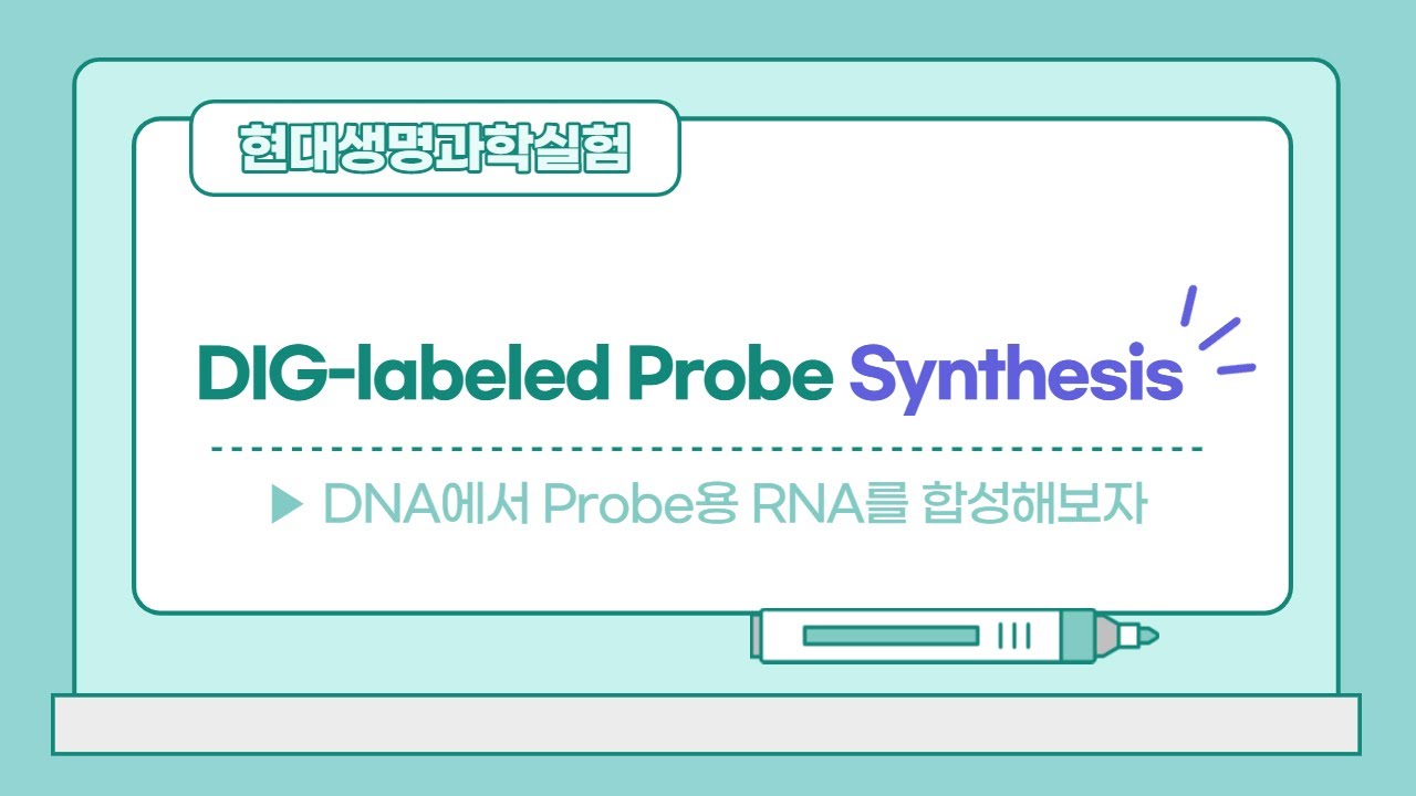DIG-labeled Probe Synthesis - YouTube