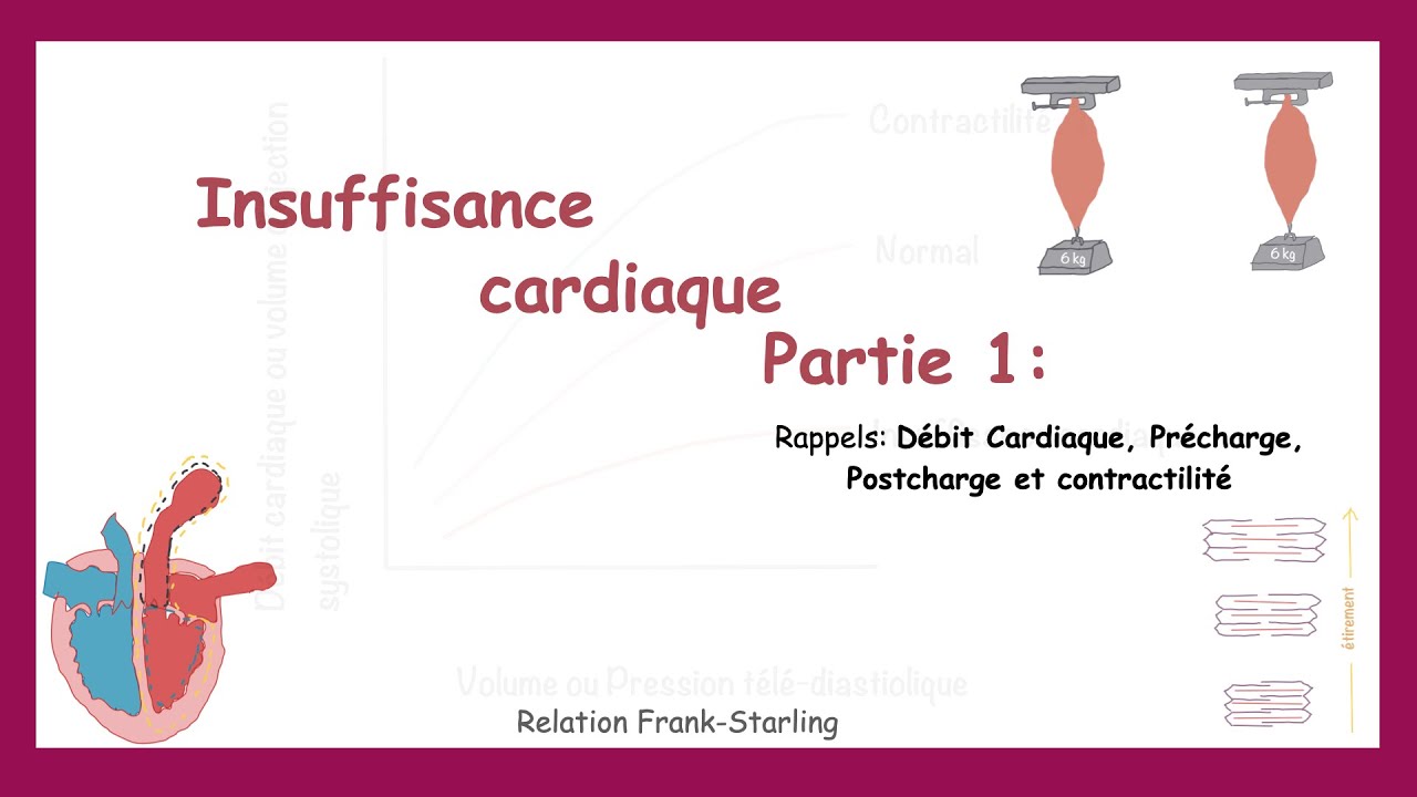 Insuffisance Cardiaque Partie 1: Rappels(Débit Cardiaque, Contractilité ...