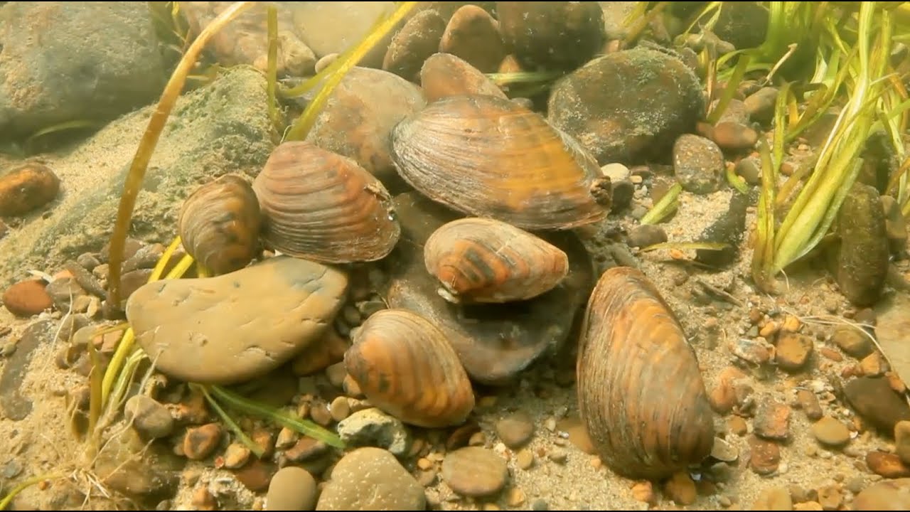 Mussels & Fish, The Stream Team – TN WildCast 327 - YouTube