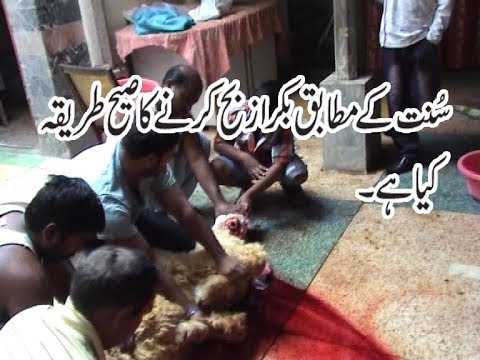 Bakra zibah karne ka tariqa | Janwar Zibah Karna | Eid ul Azha Main ...
