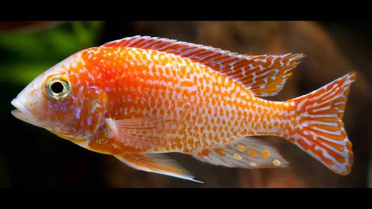 Seining in a Dragon Blood and OB Borleyi Cichlid Pond - YouTube