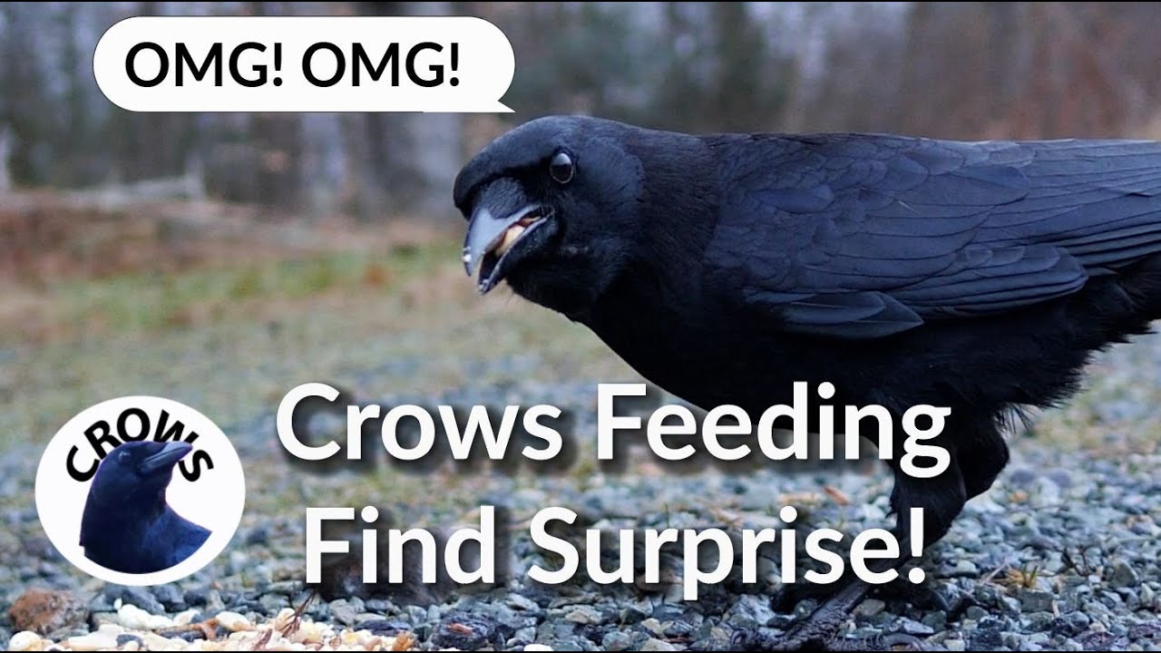 Crows Feeding Finds Surprise - YouTube