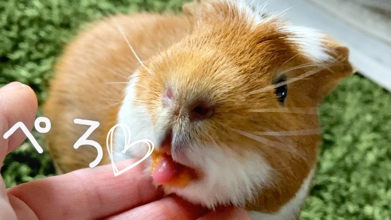 【モルモット】和歌山有田みかんをおねだりちてみたら…♡ Guinea pig If you ask for Wakayama Arita ...