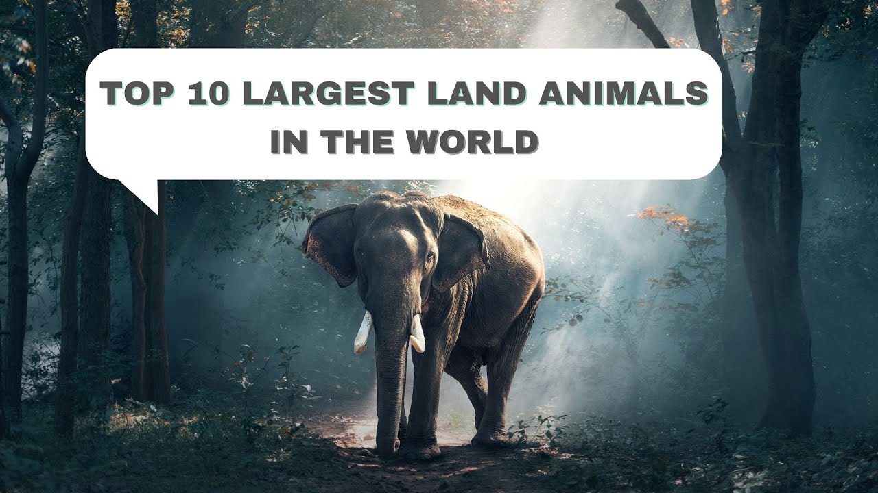 From Bison to Elephants: The 10 Largest Land Animals You Won't Believe ...