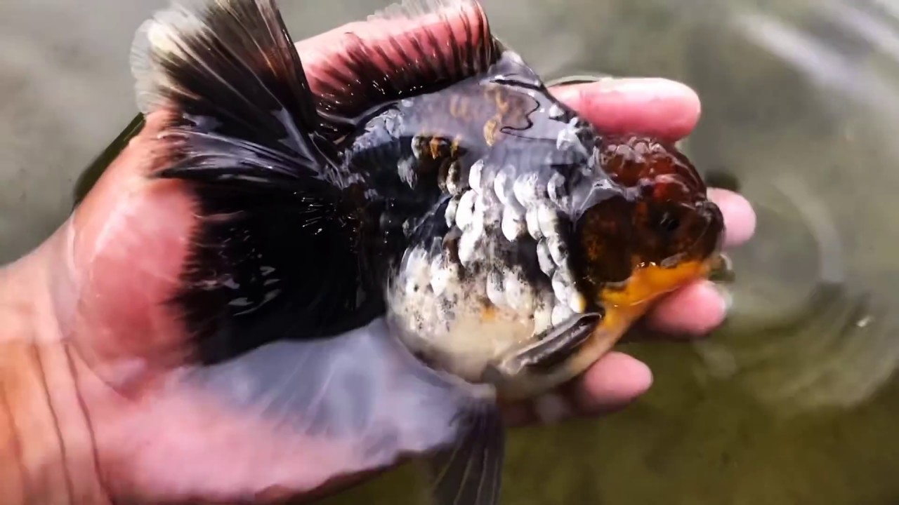 Goldfish kingdom / Most beautiful oranda - YouTube