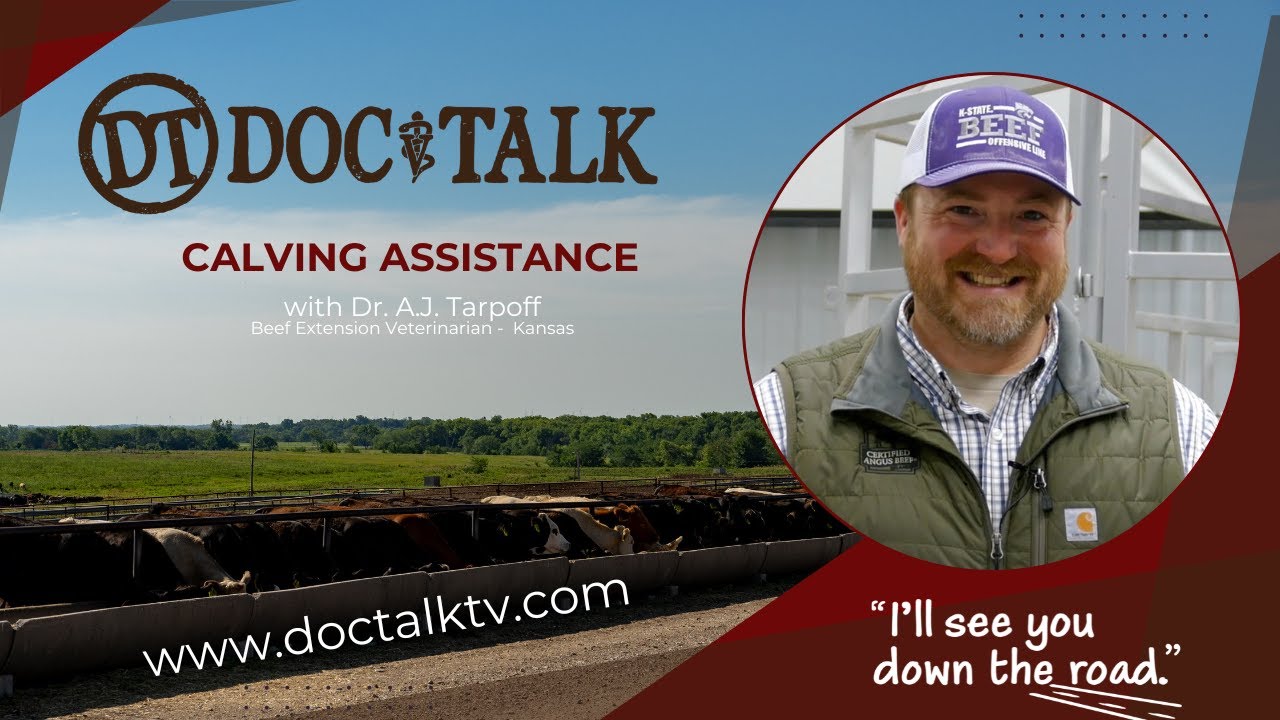 DocTalk Ep 666 calving assistance - YouTube