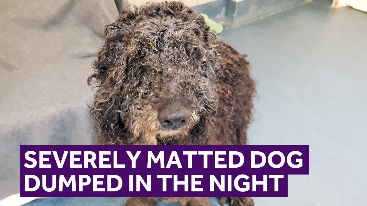 Severely Matted Dog Dumped In The Night | Mayhew - YouTube