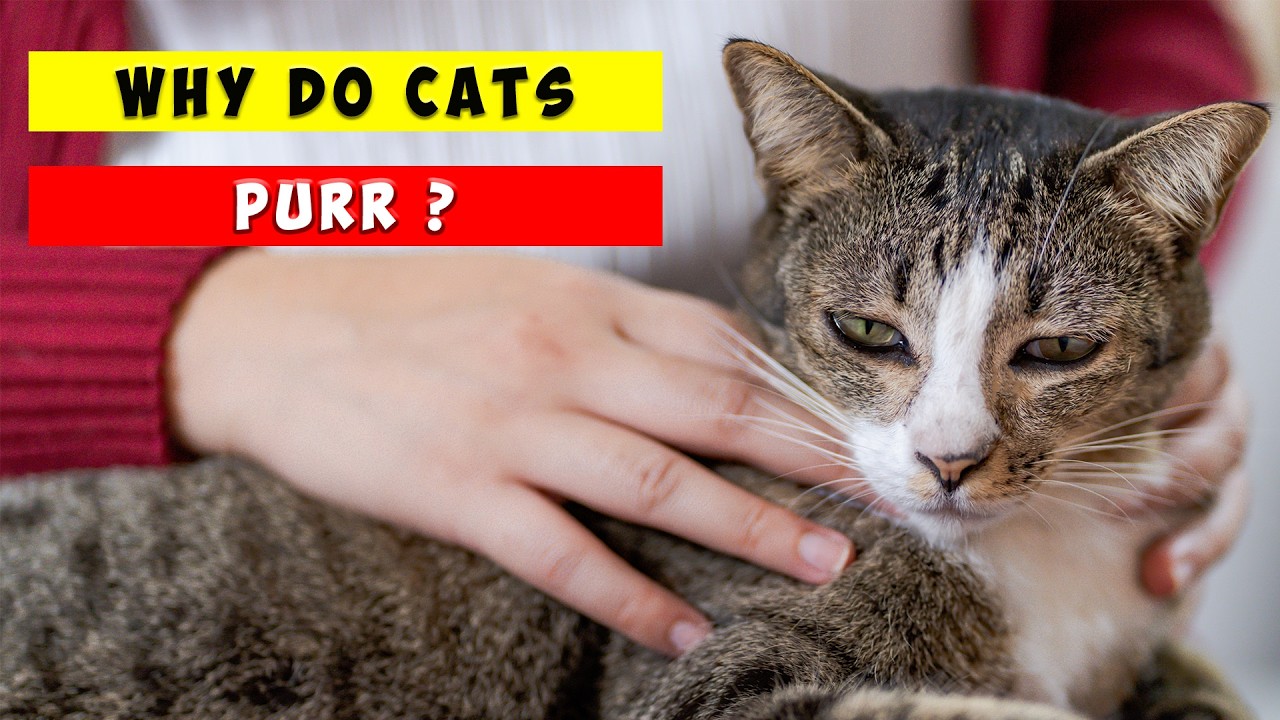What Does Cat Purring Really Mean For Humans And Cats? - YouTube