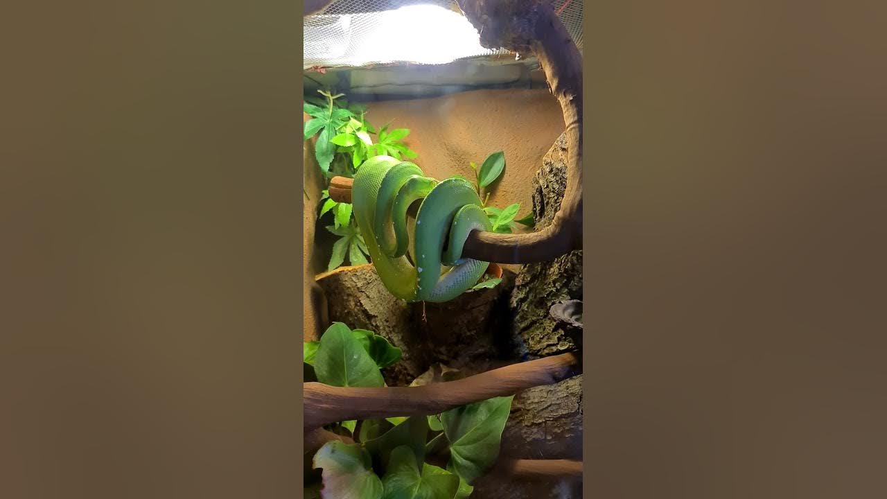 Morelia Viridis/GTP/Green Tree Python goes to bed. Bioactive encloser ...