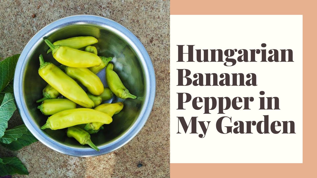 Hungarian wax banana pepper in My Garden. Very mild and sweet taste ...