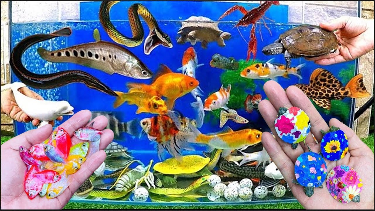 I Found Strange Ornamental Catfish, German Blue Ram, glofish, Guppy ...