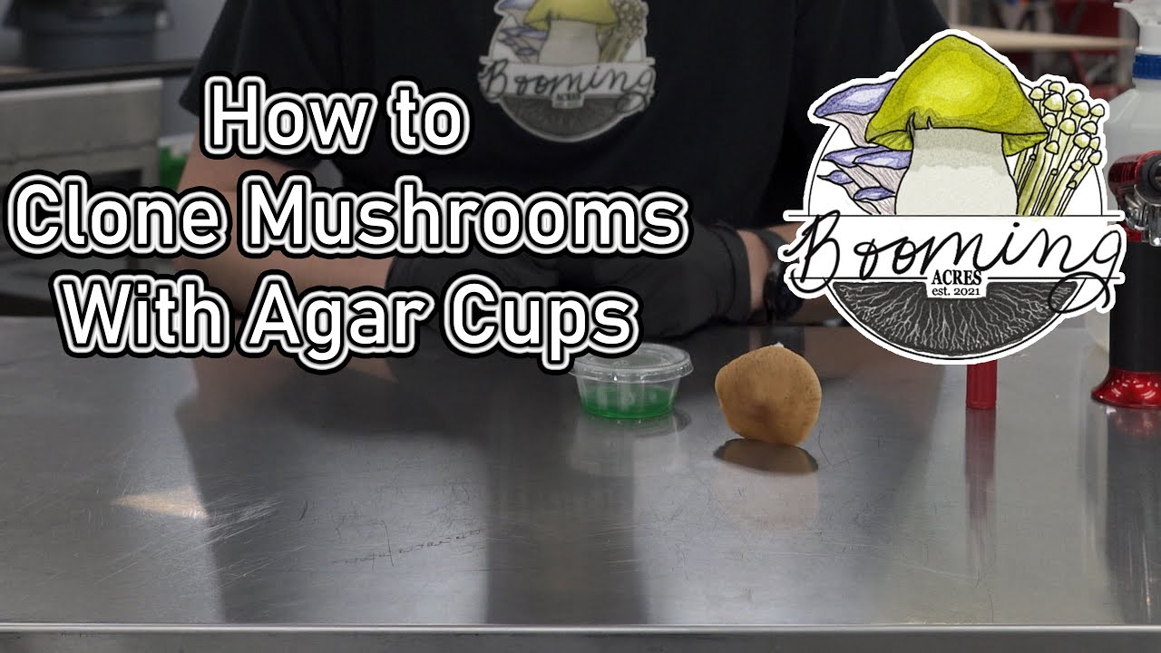 Using Agar Cups For Cloning Mushrooms - YouTube