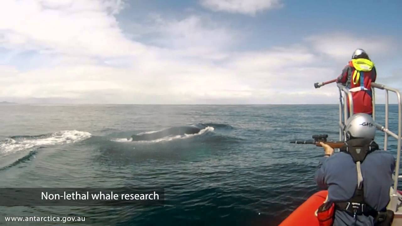 The art of tagging whales - YouTube