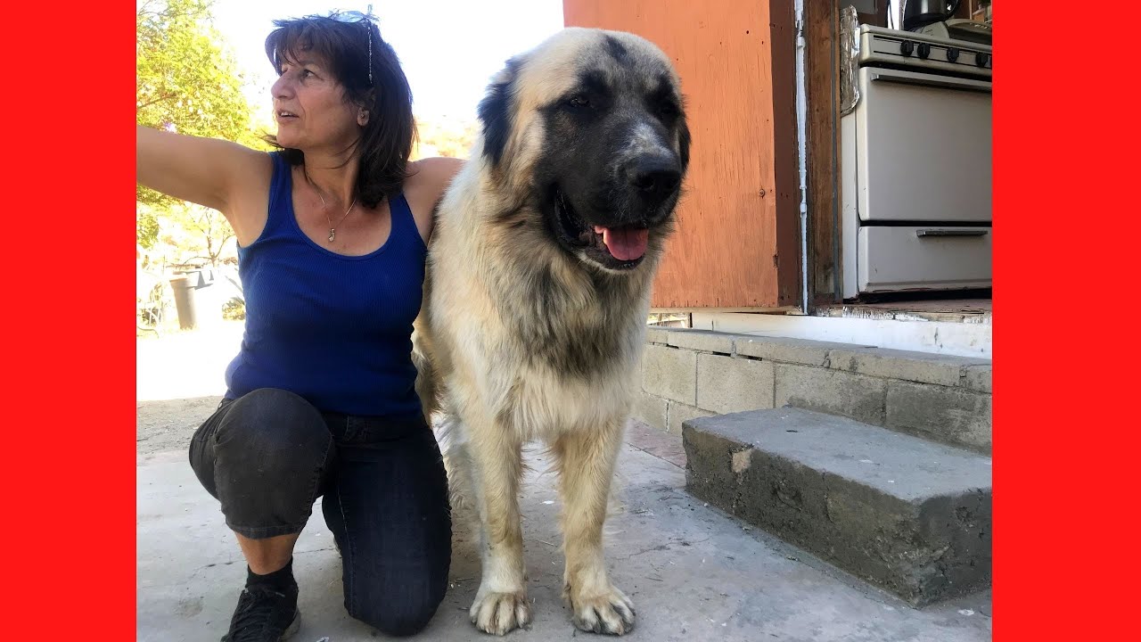 What is a Gampr Dog? - Armenian Flock Guardian Sheep Dogs - YouTube