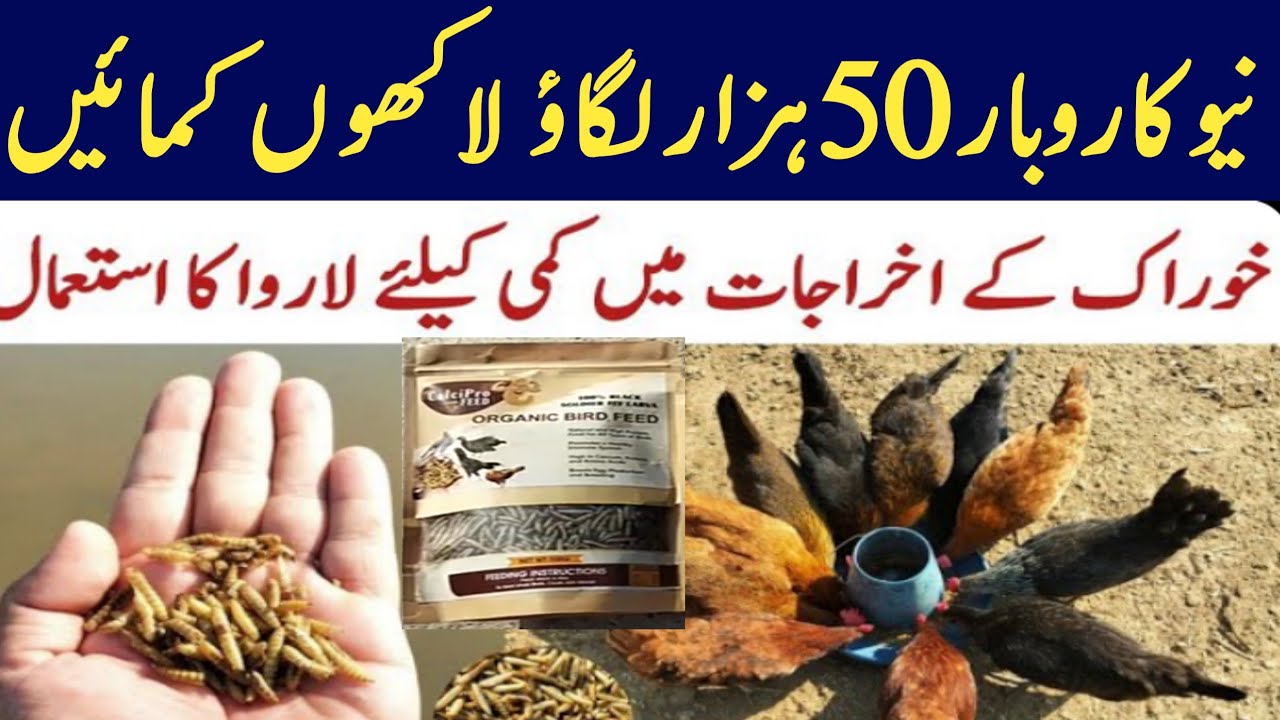 Chicken Feed | Black Soldier Fly Larvae Production | Black Soldier Fly ...