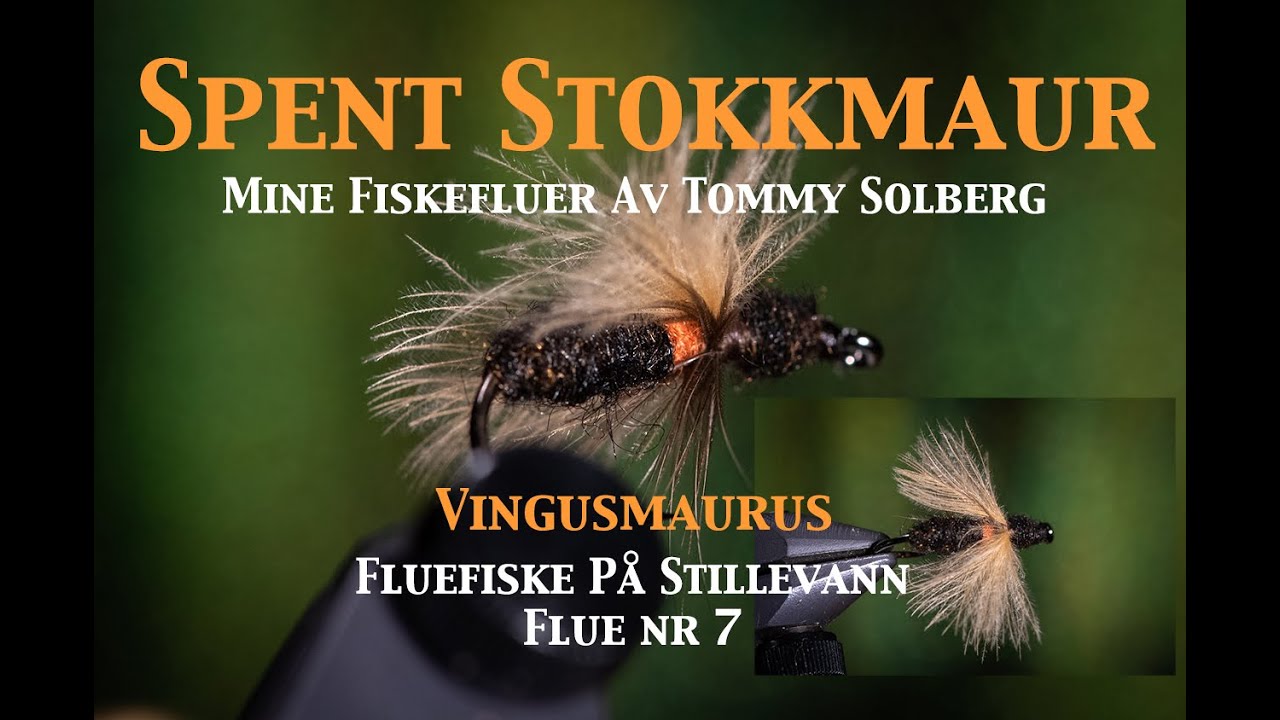 Spent Stokkmaur - Vingusmaurus. Fluefiske på stillevann 2022, maur ...