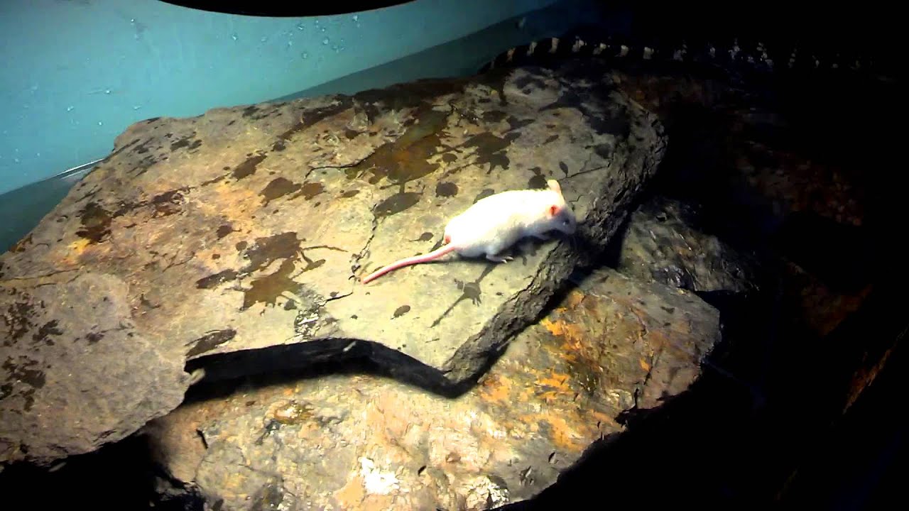Miss Tebow my American alligator eating a mouse - YouTube