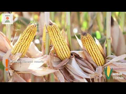 Mısır Bitkisinde Doğru Sulama