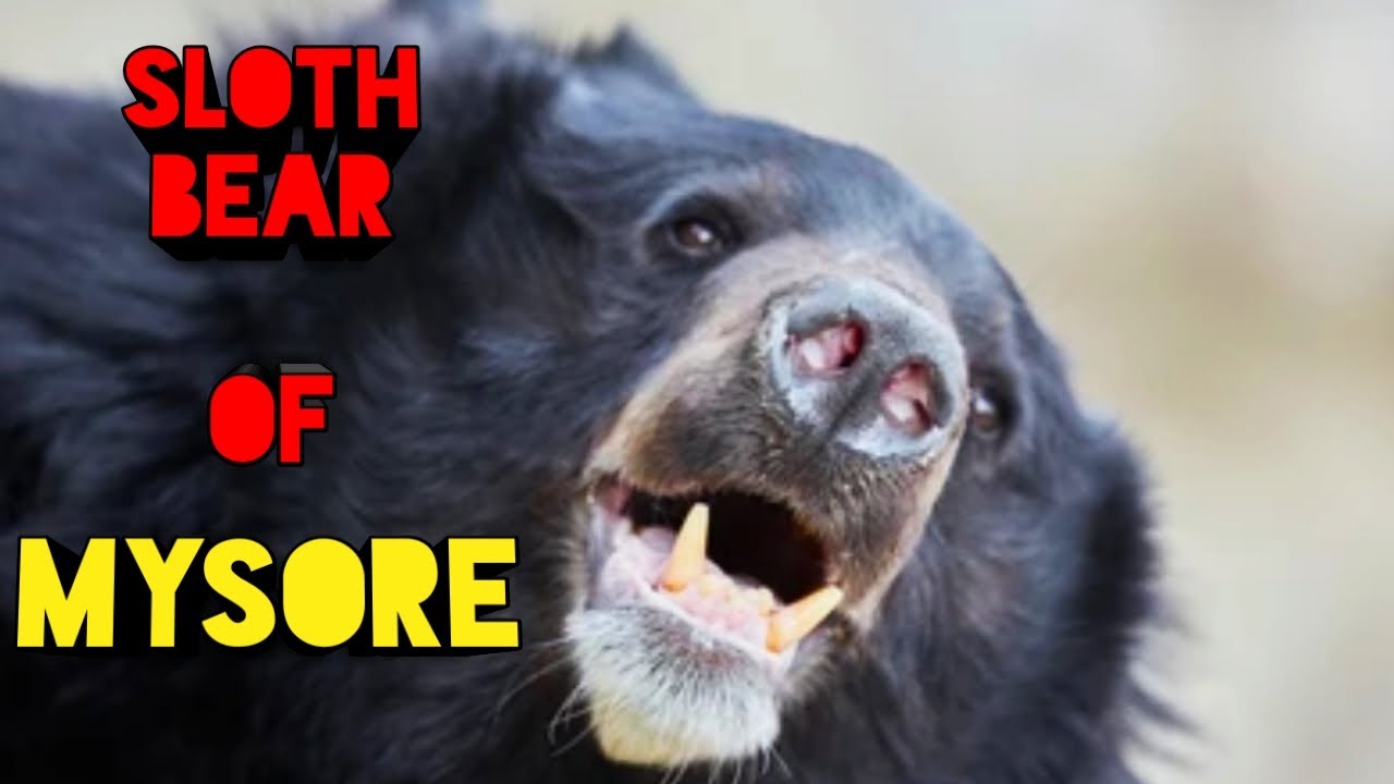 SLOTH BEAR OF MYSORE | The Sloth Bear of Mysore | Why did the Sloth ...
