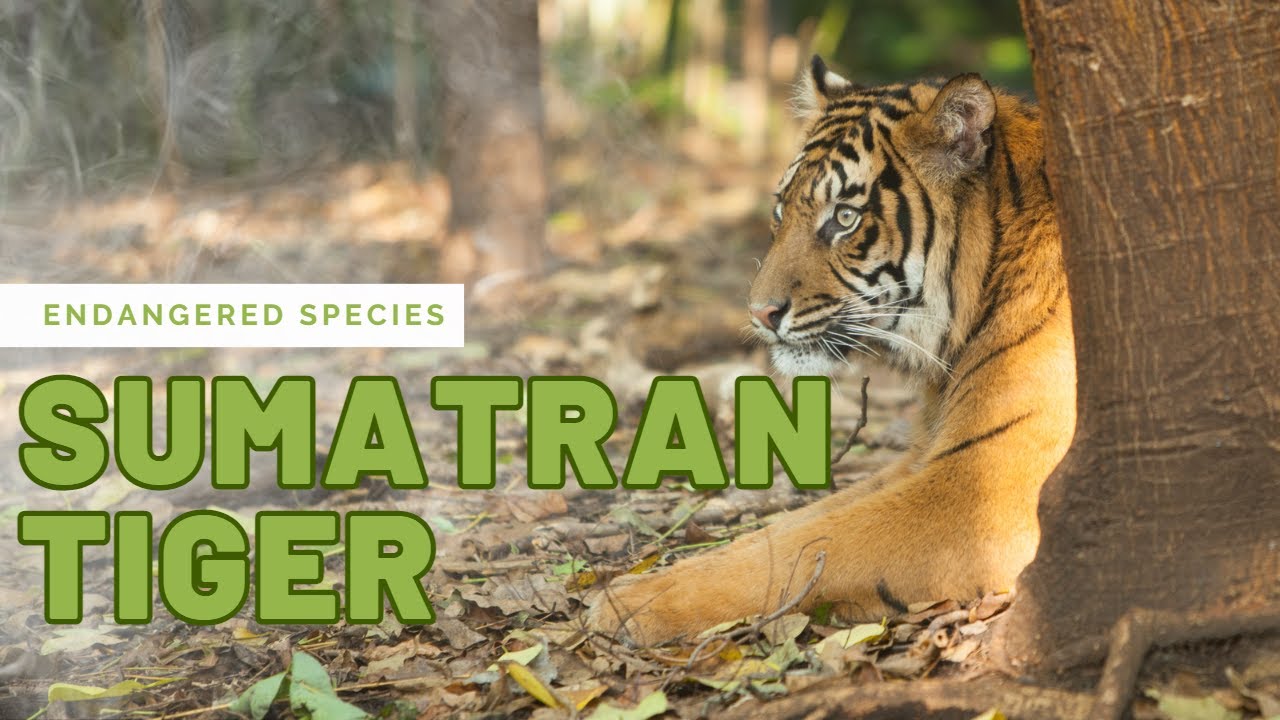 Endangered life of the Sumatran Tiger !!! #sumatrantiger #tiger # ...